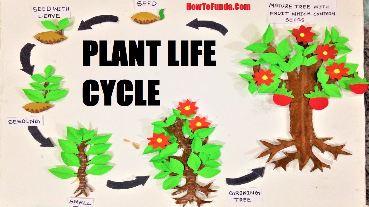 Plant Life Cycle Model For School Science Exhibition For Students DIY 