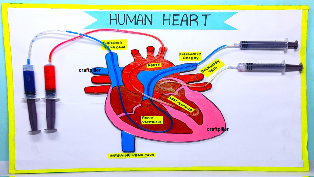 Heart Working Model Making Using Syringe Easy DIY School Project Heart Working Model Making Using Syringe Easy DIY School Project