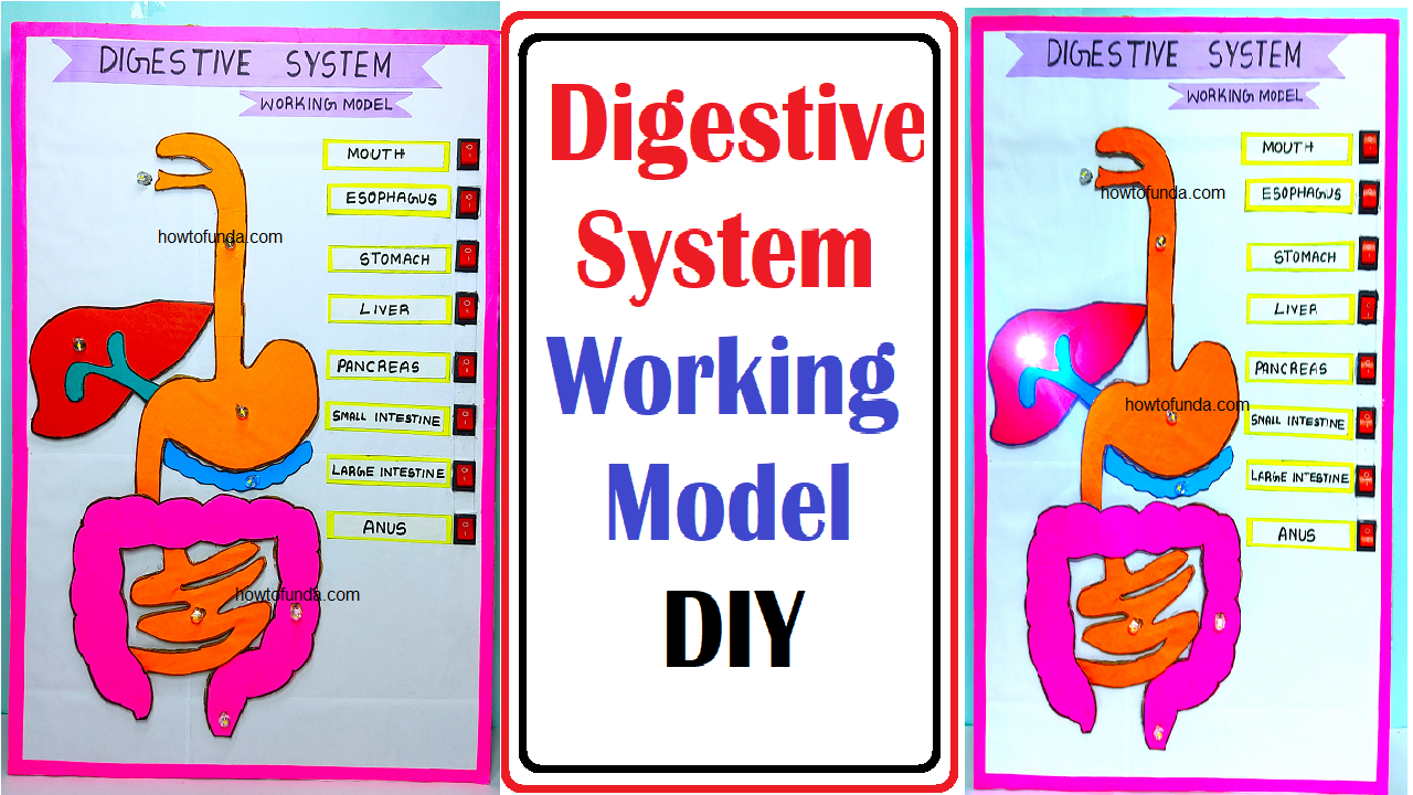 Human Digestive Working Model Science Project Exhibition Using Led