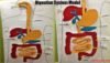 how to make DIY Human Digestive system model for SCIENCE EXHIBITION or ...