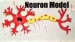 NEURON STRUCTURE MODEL PROJECT FOR SCHOOL SCIENCE EXHIBITION | DIAGRAM ...