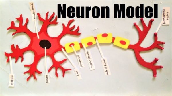 NEURON STRUCTURE MODEL PROJECT FOR SCHOOL SCIENCE EXHIBITION | DIAGRAM ...