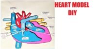 how to make Heart Model For Science Exhibition - Science Projects ...