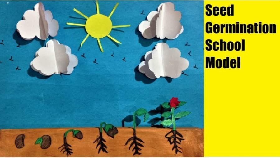 Seed Germination Science exhibition model - Science Projects | Maths ...