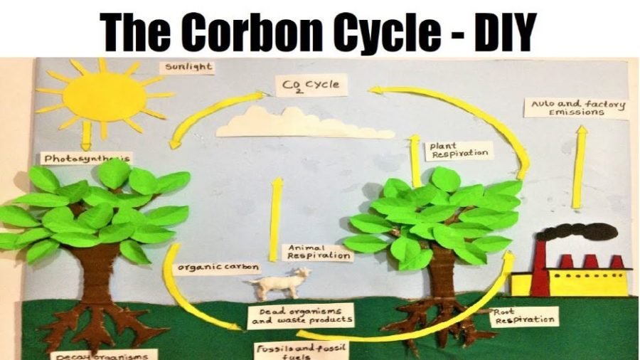 how to make Carbon Cycle Model – School science exhibition project ...