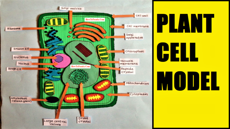 How To Make Plant Cell 3D model for school science exhibition - Science ...