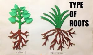 how to make types of plant roots model for school science exhibition ...