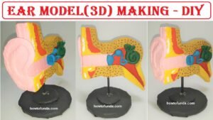 how to make ear model making science project using cardboard - Science ...