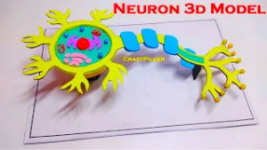 how to make neuron model making(3D) biology Model diy - Science ...