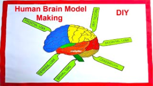 How to make Human Brain Model Making Using Cardboard With Labels | DIY ...