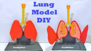 how to make respiratory system lung model for science exhibition ...