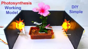 how to make photosynthesis working science model – diy - Science ...