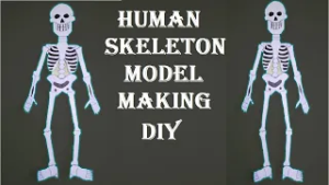 how to make human skeleton model making in easy simple steps - Science ...