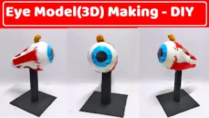how to make eye model making(3D) | diy science project with detailed ...