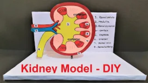 how to make human kidney model(3D) diy for school science exhibition ...