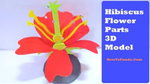 how to make hibiscus flower parts 3d model for school science ...