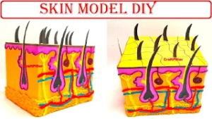 skin model project ideas | anatomy science project | DIY – Free Science ...