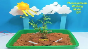 photosynthesis working model practical making – diy - Science Projects ...