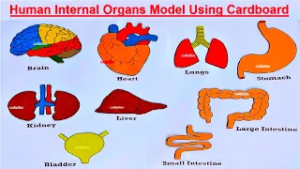 how to make Human Body Internal Organs Model Making Using Cardboard ...