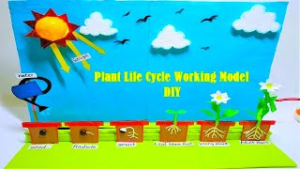 how to make plant life cycle working model(seed germination) with ...