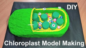how to make chloroplast model making for science project - Science ...