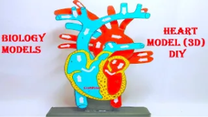 how to make human heart model | diy | 3rd | craftpiller | biology ...