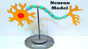 how to make neuron model making for science fair project - Science ...