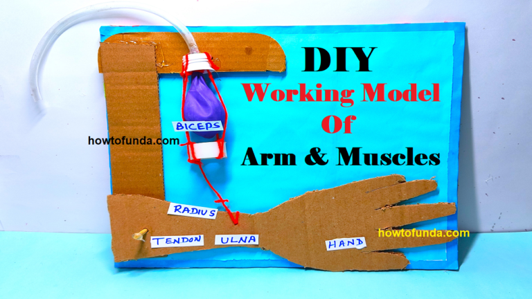 how to make working model of arm and muscles for science project ...