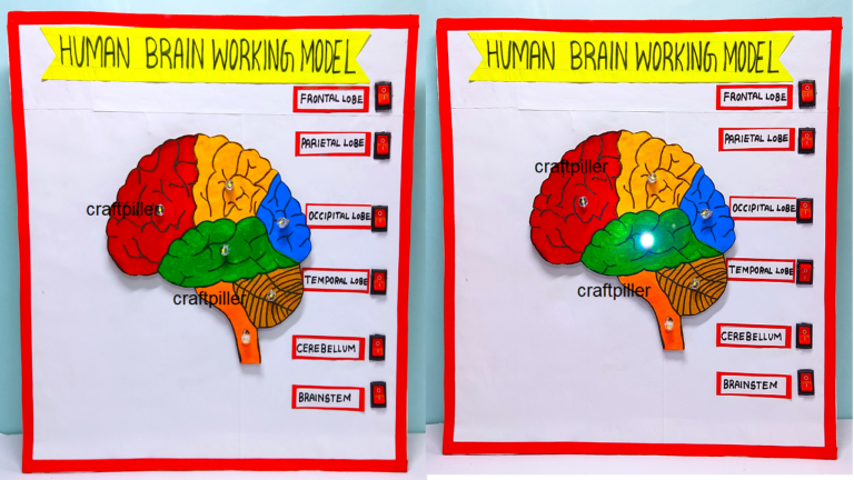 brain working model science project for exhibition in simple and easy ...