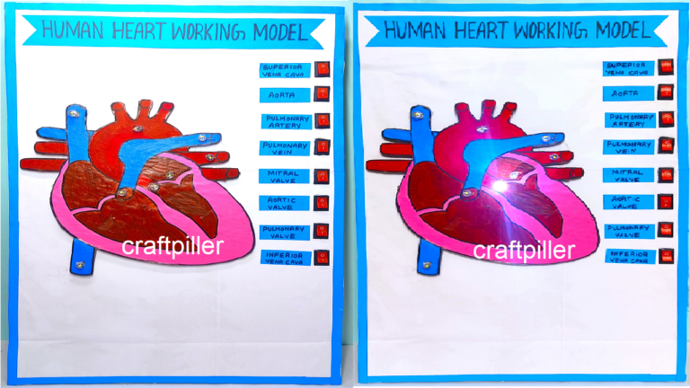 how to make heart working model science project for exhibition using ...