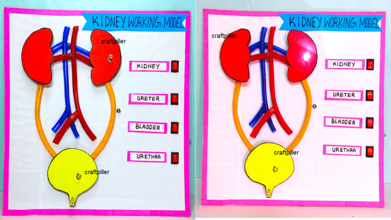 how to make kidney working model science project for exhibition ...
