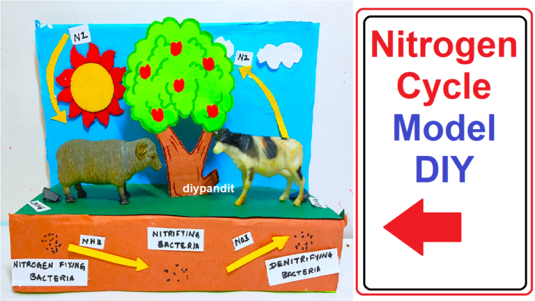 nitrogen cycle model making for science project exhibition – simple and ...