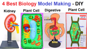 Science project models related to human biology and health - Science ...