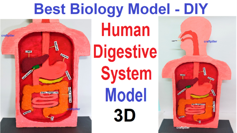 how to make human digestive system model 3d making using cardboard and ...
