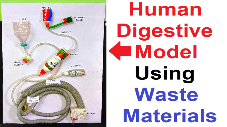 Digestive system model with waste materials - Science Projects | Maths ...