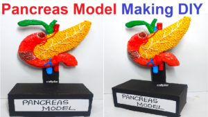 pancreas model making with labelled – biology model projects – diy ...