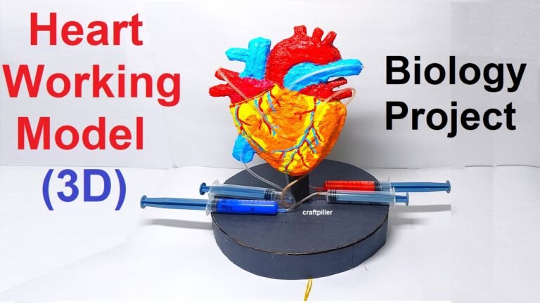 how to make 3D working model of the heart using cardboard and syringes ...