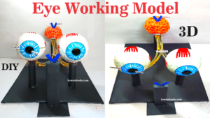 Eye working model science exhibition – Free Science | Maths | English ...