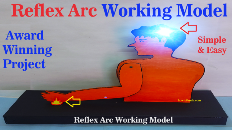how to make reflex arc working model science project for exhibition ...