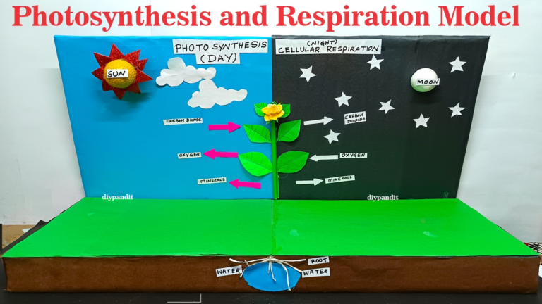 how to make model of photosynthesis and cellular respiration for a ...