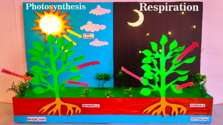 how to make working model demonstrating photosynthesis and respiration ...