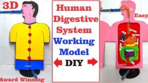 how to make human digestive system working model – science project for ...