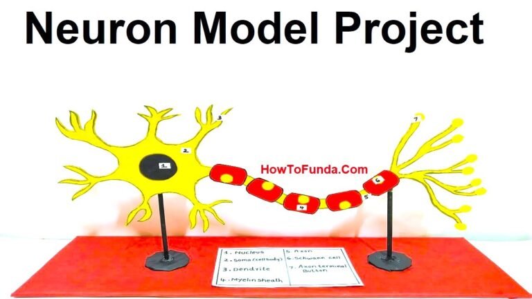 how to make neuron model(3d) for a science fair exhibition – new design ...