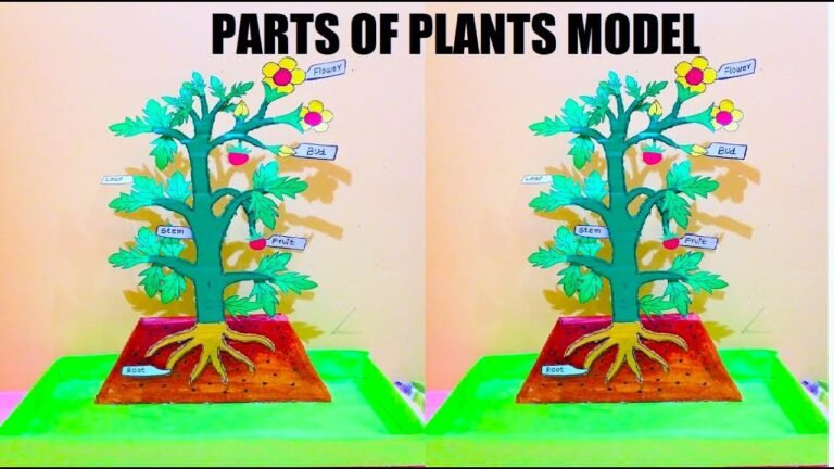 how to make model of the parts of a plant – biology model - Science ...