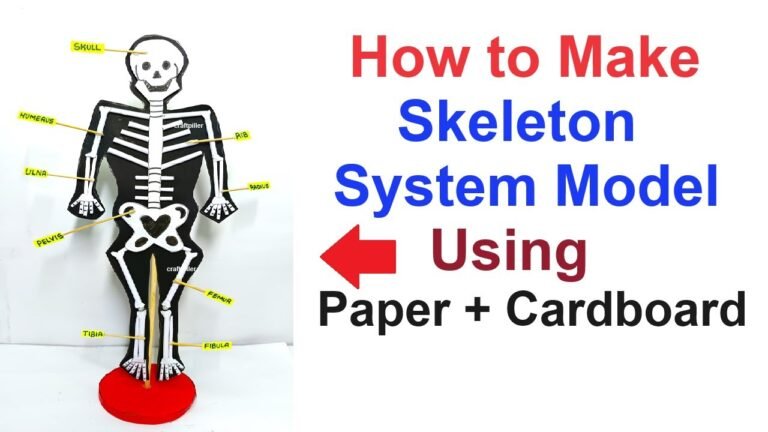 how to make skeleton system model using cardboard and paper - Science Projects | Maths TLM ...