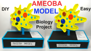 how to make model of an amoeba for a science project - Science Projects ...