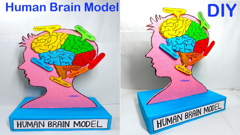 how to make brain model using cardboard with a face/head and labeled ...