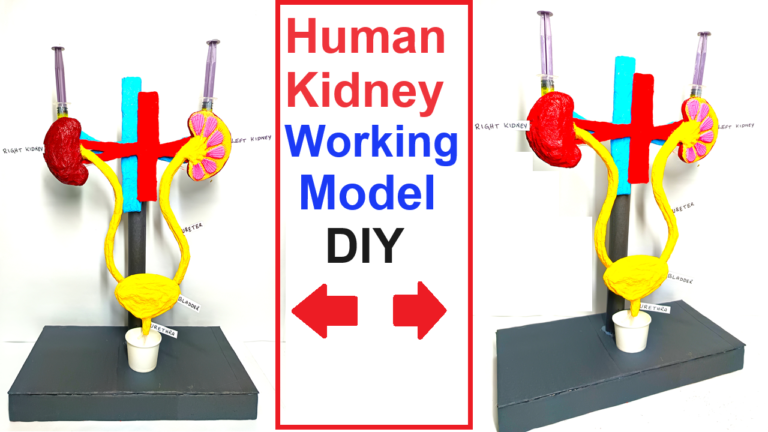 How to make Human Kidney 3D Working Model - Science Projects | Maths ...
