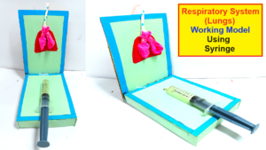 how to make human respiratory working model(lungs) for science ...