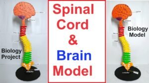 how to make spinal cord and brain model - Science Projects | Maths TLM ...